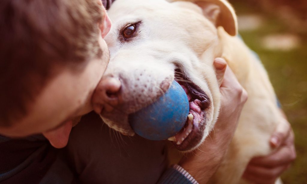 Dog Play – Urbane Animal Behavior