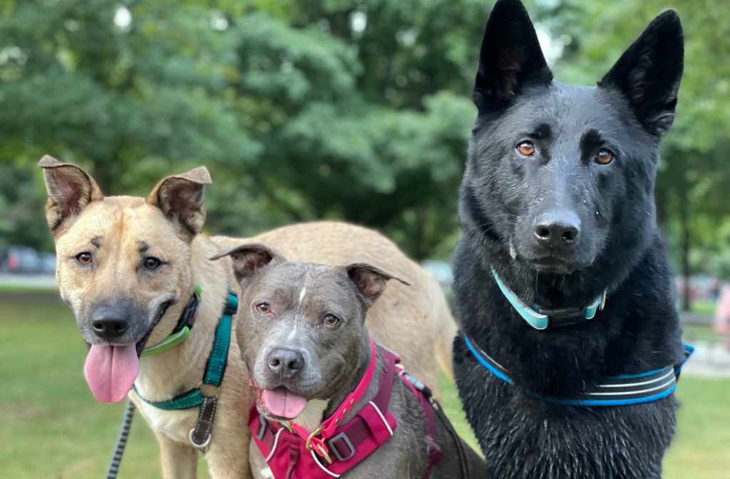 Dog Play – Urbane Animal Behavior